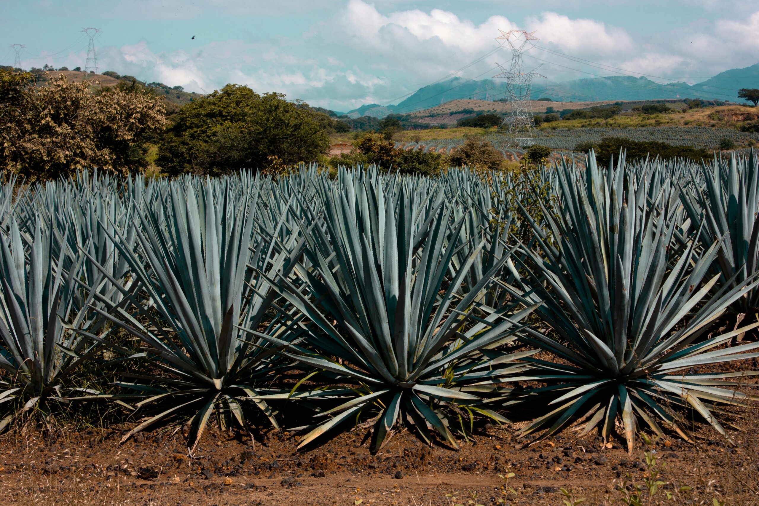Descubre la Magia del Mezcal en Noche de Agaves - Noche de Agaves
